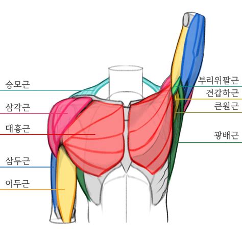 새삐𝐒𝐀𝐏 On Twitter 팔 들 때 삼각근의 안쪽면이 보이면서 평소 팔 안쪽에 안보이는 겨드랑이 근처 근육들 이 보이게 돼요 광배근 큰원근 부리위팔근