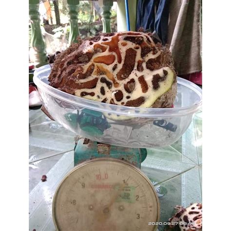 Raja Satong Sarang Semut Pengubat Kanser 250g Shopee Malaysia