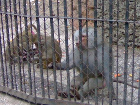 ზოოპარკი თბილისის ფორუმი