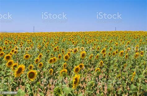 디자이너를위한 해바라기 질감과 배경 꽃에서 해바라기의 매크로 보기 유기 및 자연 꽃 배경입니다 0명에 대한 스톡 사진 및 기타 이미지 Istock