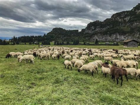 Livestock Protection 10988 European Wilderness Society