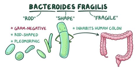 Video Bacteroides Fragilis Osmosis