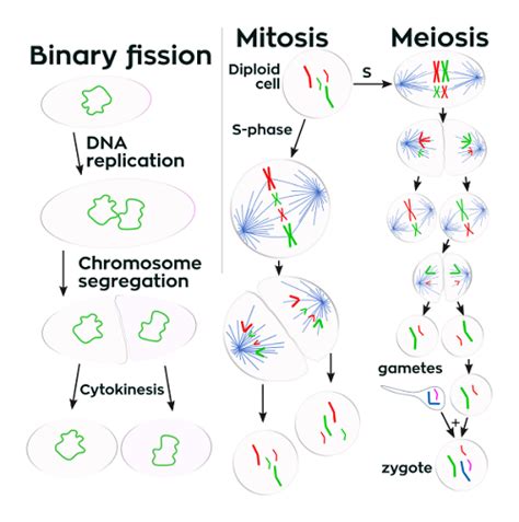 Difference Between Binary Fission And Mitosis