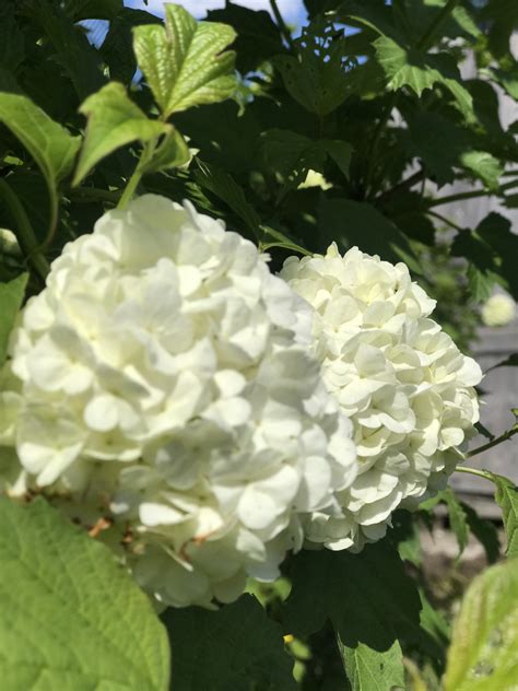 Пион бульденеж (40 фото) » НА ДАЧЕ ФОТО