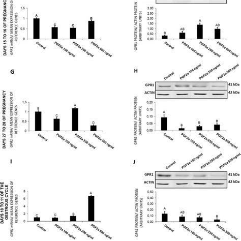 The Influence Of Prostaglandin F2α Pgf2α 100 250 500 Ng Ml On C C Download Scientific