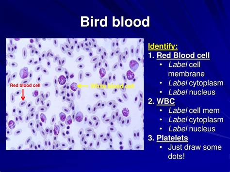 Ppt Lab 15 Blood Powerpoint Presentation Free Download Id5364580