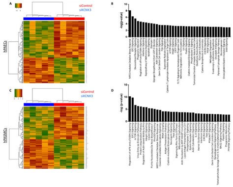 Heatmap Of The Proteomic Results And Pathways Deregulated In Sikcnk3 Download Scientific