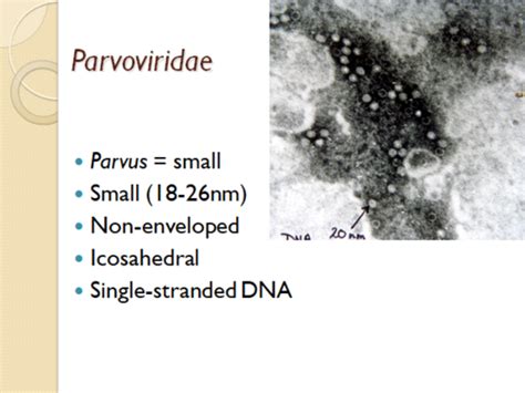 Parvoviridae And Circoviridae Anelloviridae Flashcards Quizlet