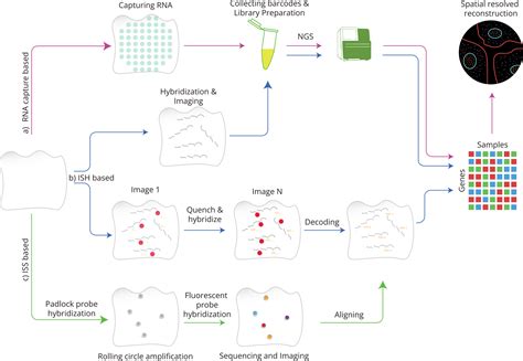 How Can Spatial Transcriptomic Profiling Advance Our Understanding Of