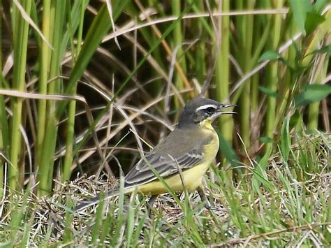 マミジロツメナガセキレイ成鳥夏羽冬羽移行中