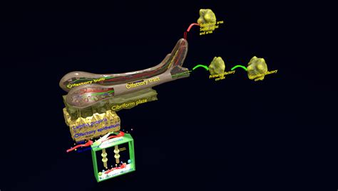 Olfactory System Smell Odour Detail Labelled 3d Model Blender Market