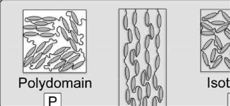 Schematic Of Different Phases Of LCE Download Scientific Diagram