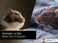 Hamster Vs Rat Which Pet To Choose Hamsteropedia
