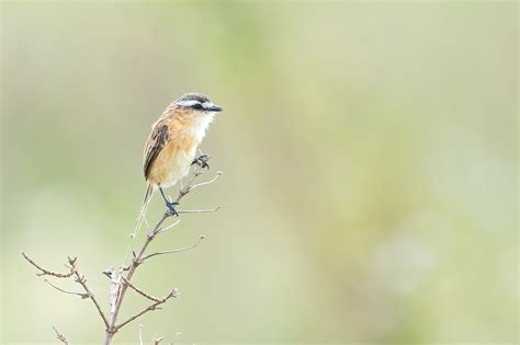 Sharp Tailed Tyrant Is A Bird Rob Jansen Photography