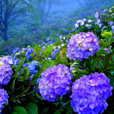 Hydrangea Garden Wallpapers Top Free Hydrangea Garden Backgrounds