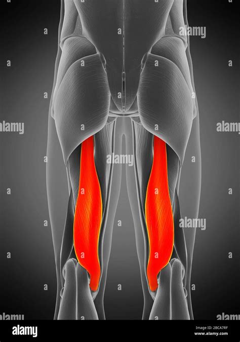 Semimembranosus Muscle