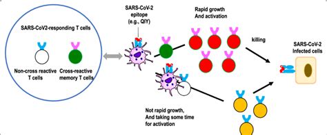 Different Roles Of Specific And Cross Reactive T Cells In The Immune