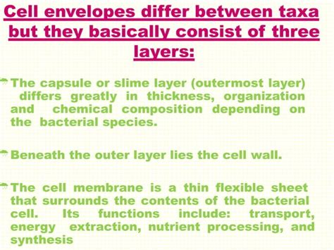 Sturcture Of Prokaryotic And Eukaryotic Cells Cell Division Mitosis