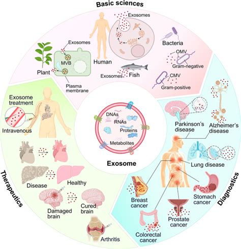 Efficient Methods Of Isolation And Purification Of Extracellular Vesicles Exosome Rna