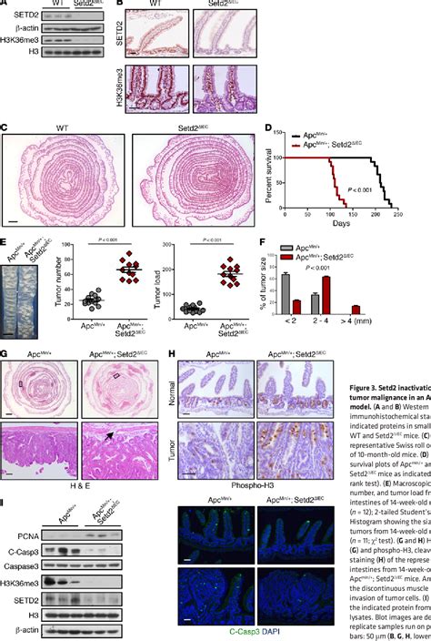 Figure 3 From Histone Methyltransferase Setd2 Modulates Alternative