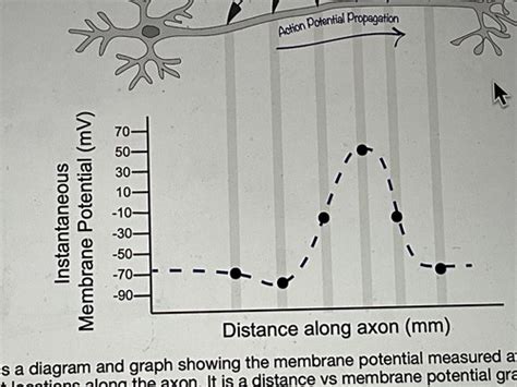 Lecture 8 Conduction Flashcards Quizlet