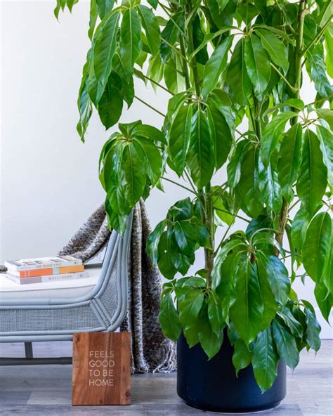 Umbrella Plant Arboricola Tree
