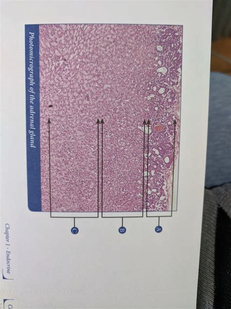 A P Lab 1 Adrenal Cortex Diagram Quizlet