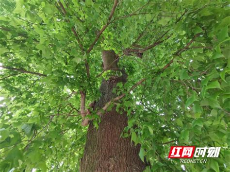 道县红色印记丨红色遗址红六军团深挖红军井 腾讯新闻