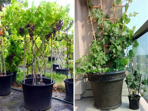 Асма на балкона Аха бера си грозде всяка есен та и на съседите давам даже За Жената