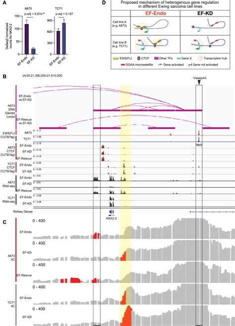 Cell Specific Local Chromatin Structure Affects Gene Regulation A Download Scientific