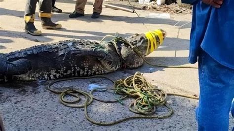 墨西哥一男子在公园游泳，被鳄鱼咬住拖行死亡，鳄会被杀或放生？攻击鳄鱼体长新浪新闻