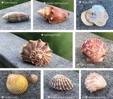 Identifying Florida Seashells Sea Shells Seashells Florida Seashell Identification