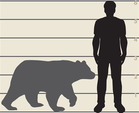 How Far Do Bears Travel Photos