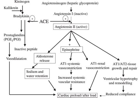 Schematic Representation Of The Role Of Angiotensin Converting Enzyme Download Scientific
