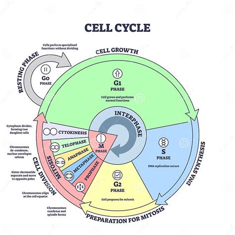 Cell Cycle Growth Mitosis Synthesis And Division Stages Outline
