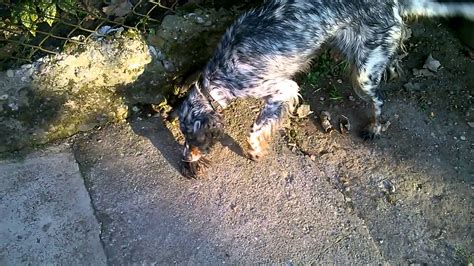 მწყერი და სეტერი დუდუ Youtube