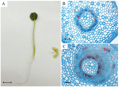 Seedling Considered Normal On The Left And Abnormal On The Right A Download Scientific