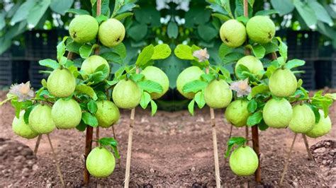 Harvesting Method Of Guava At Christine Voss Blog