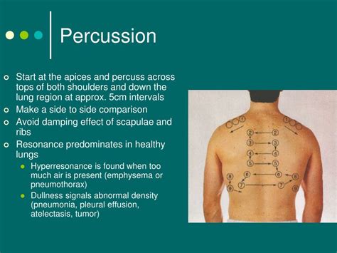 Ppt Thorax And Lungs Powerpoint Presentation Free Download Id 5657219