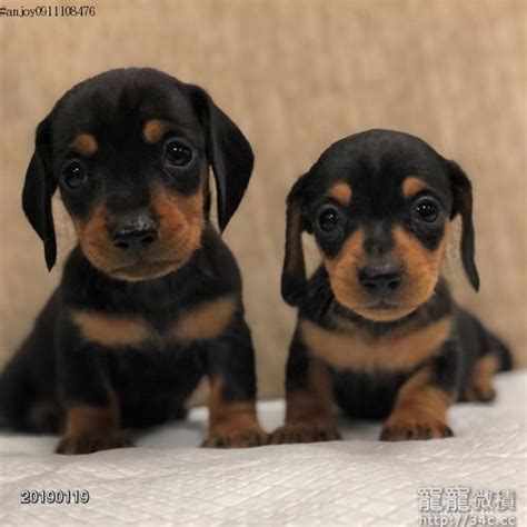 優質黑四目短毛臘腸寶寶賣短毛臘腸犬 寵寵微積 寵物買賣 寵物論壇