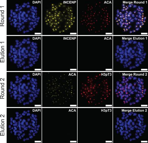 Cell Press Star Protocols