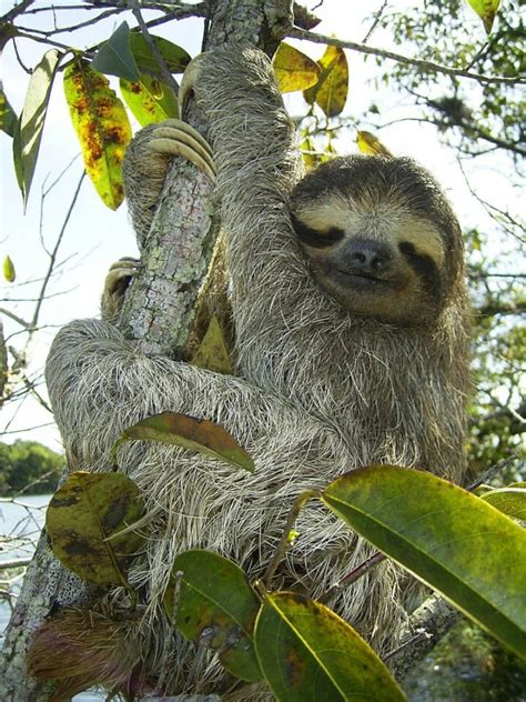 Pygmy Three Toed Sloth