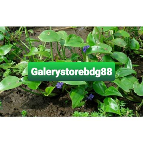Jual Daun Eceng Sawah Sayuran Eceng Segar 500 Gram Shopee Indonesia