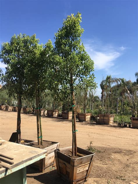 Buy Cinnamomum Camphora Camphor Tree Bidscape