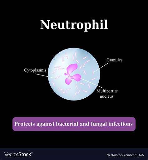 Labeled Neutrophil Diagram Cell Surface Rnas Control Neutrophil