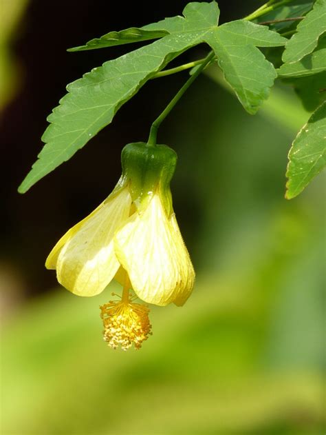 風鈴花黃 白桕花園 udn部落格