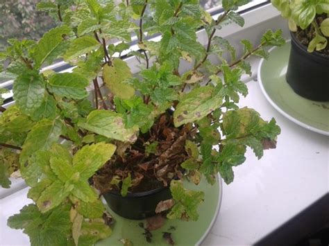 My indoor mint plant has started to look pretty unhealthy : Grows on You