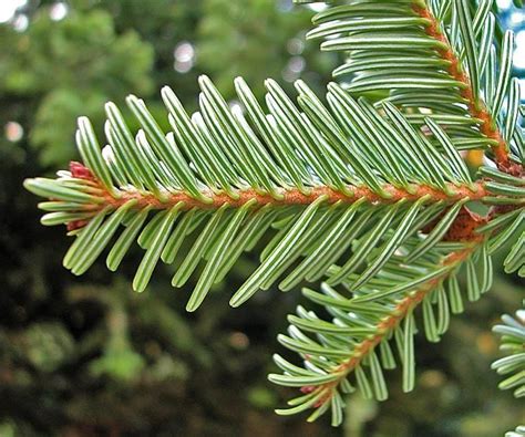 Abies Alba Alchetron The Free Social Encyclopedia