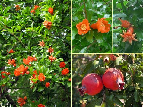 野山の草花木々の花植物検索図鑑 ザクロ