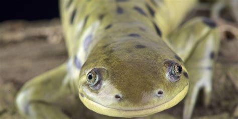 Horny Salamanders Are Willing To Walk 9 Miles For Sex Mens Health